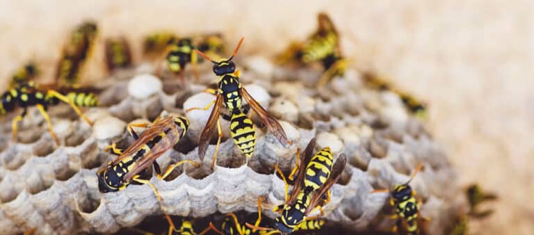 Wasp Infestations - 6 Warning Signs