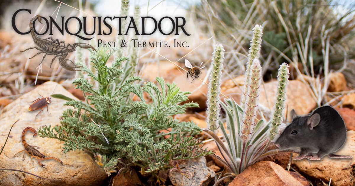 Tucson Pest Control & Termite Control | Conquistador Pest & Termite
